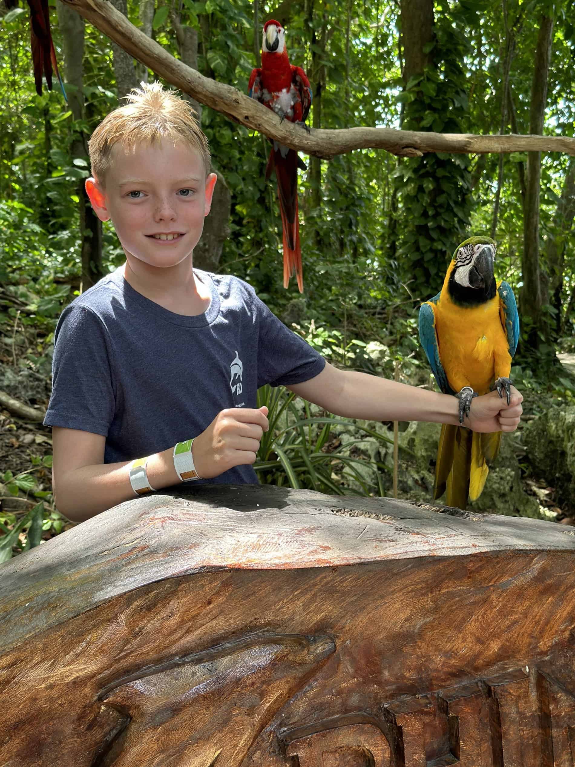 Dolphin Cove in Ocho Rios- Your Options - Straight Away Travel
